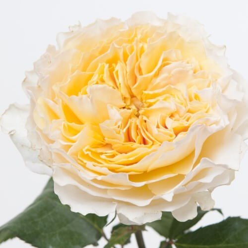 Rosa David Austin | Revenda de flores frescas e plantas naturais para ...